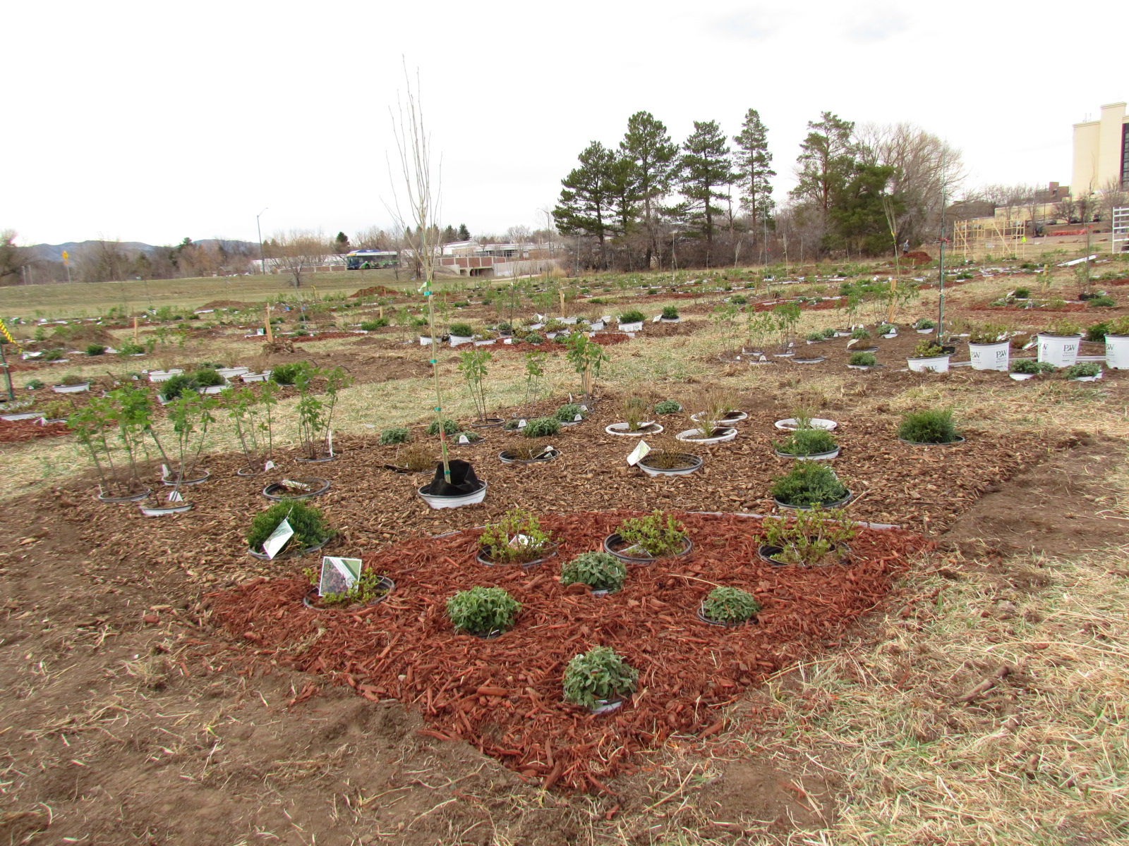 Landscape Plant Installation